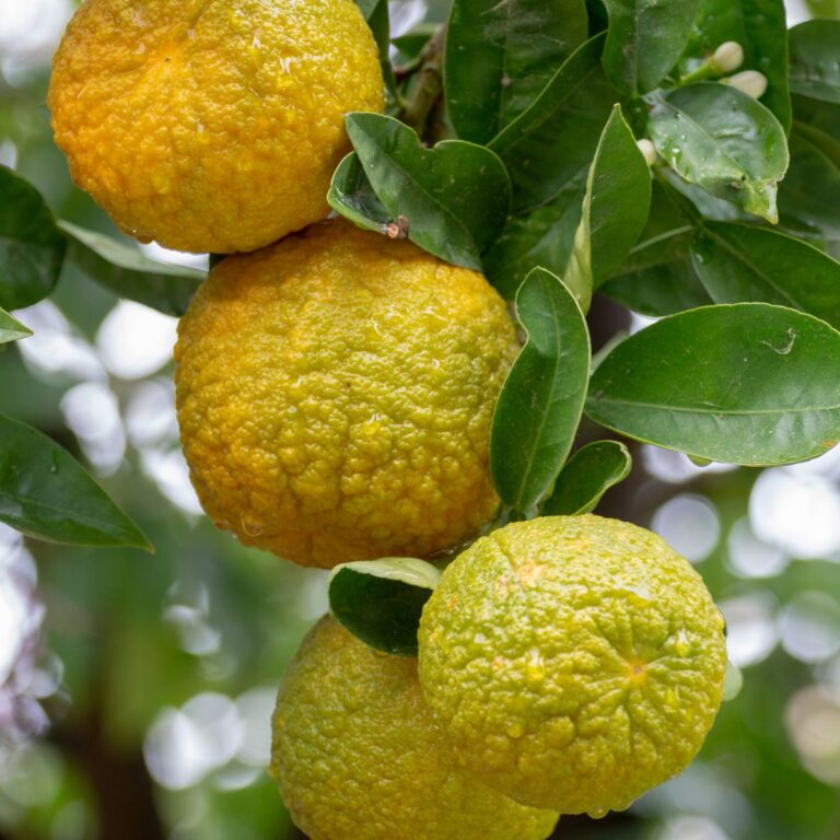 List of Tropical Fruits with Photos