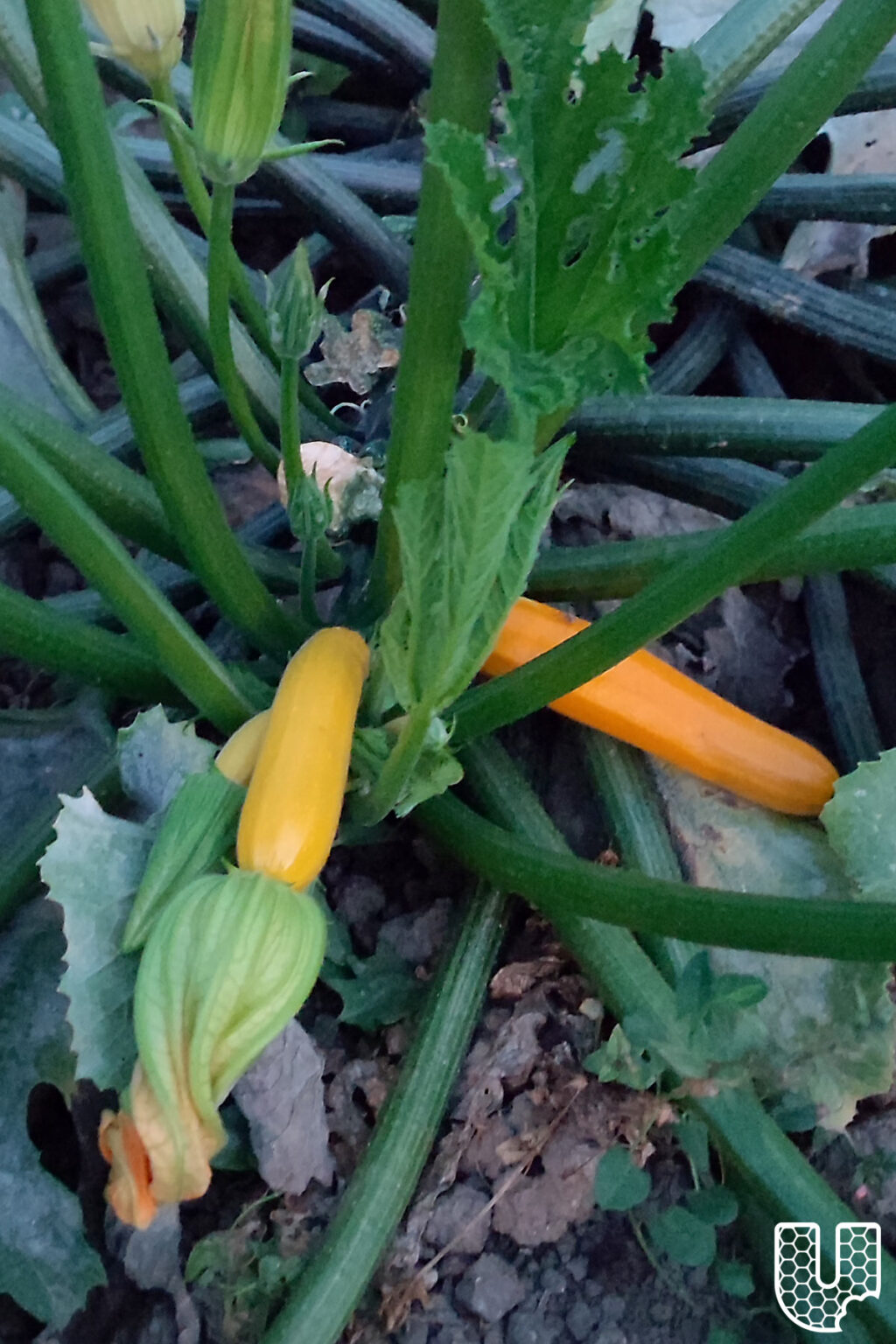 14 Surprising Fruits You Thought Were Vegetables