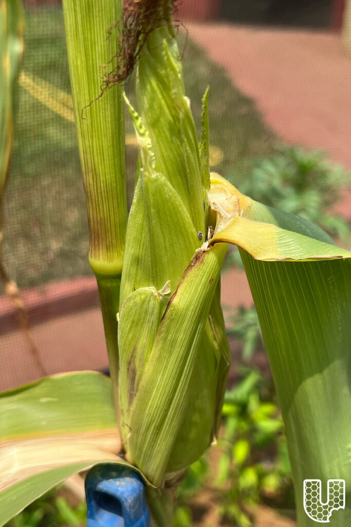 14 Surprising Fruits You Thought Were Vegetables