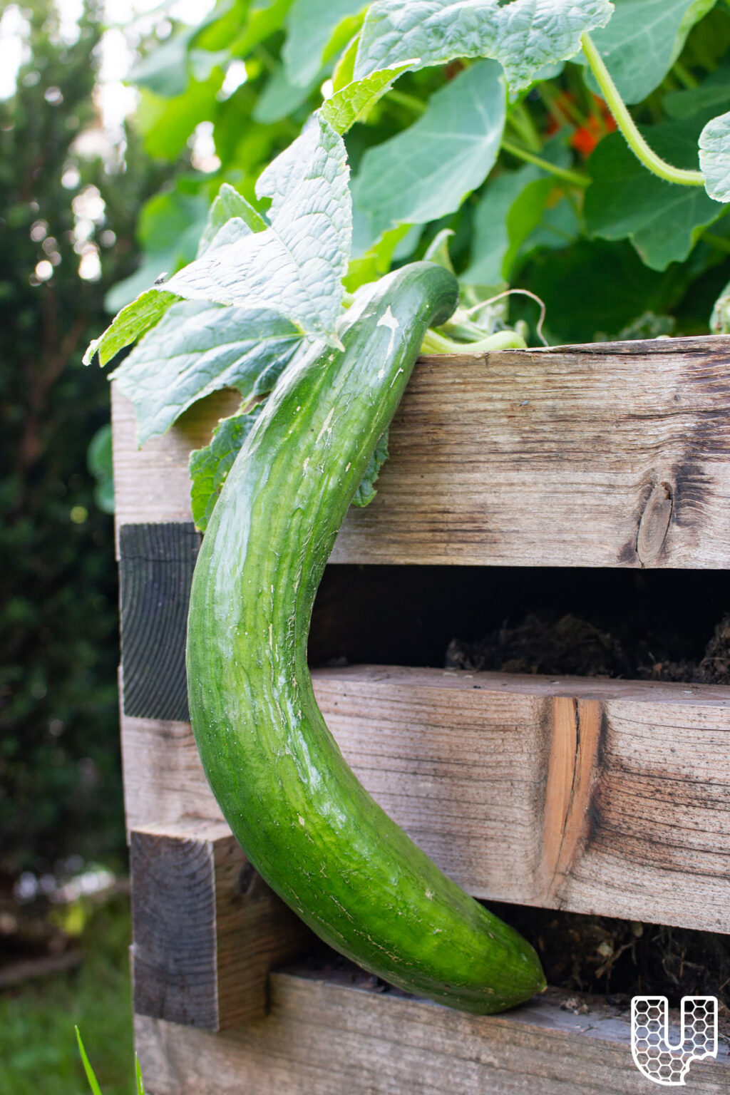 14 Surprising Fruits You Thought Were Vegetables