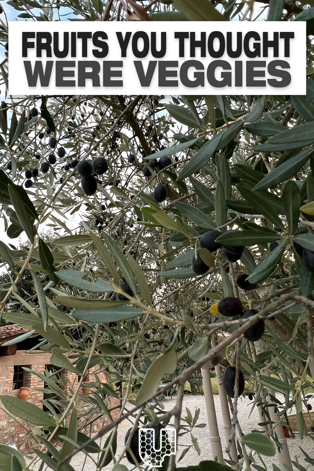 14 Surprising Fruits You Thought Were Vegetables